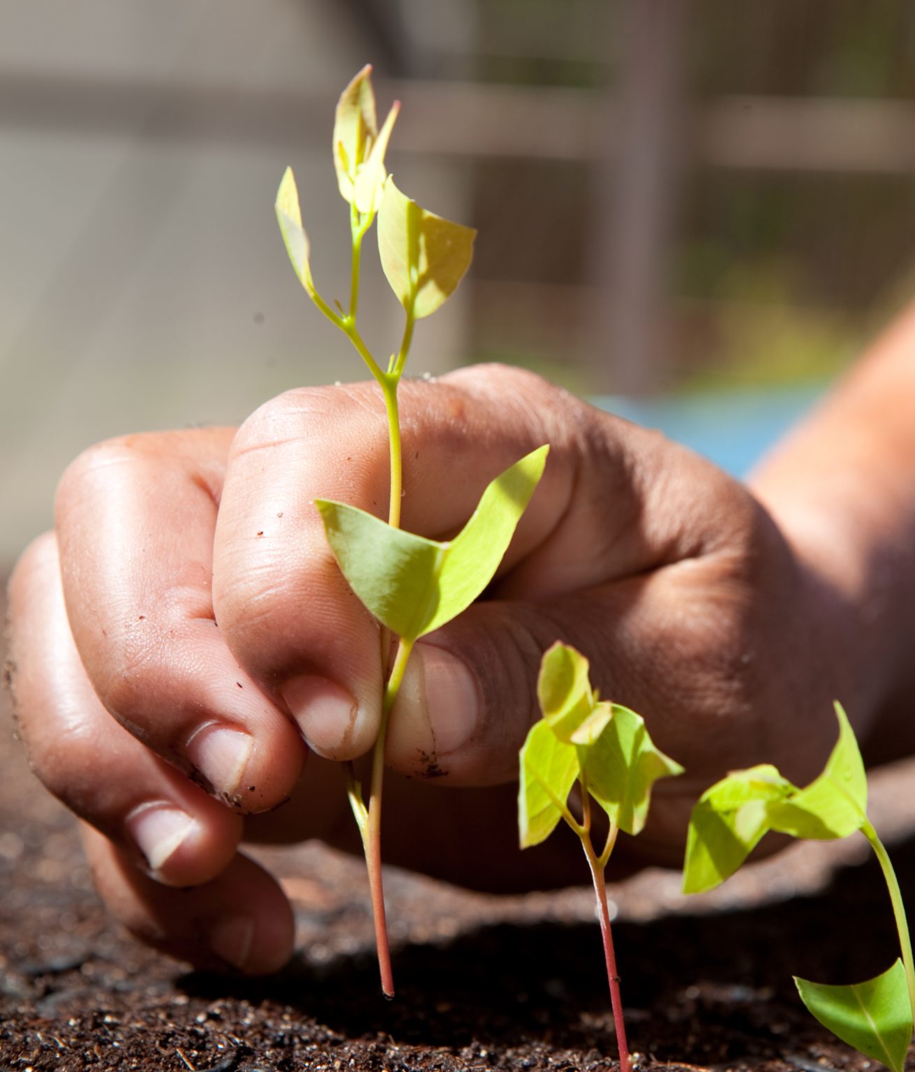Sustainable Development - Brazil